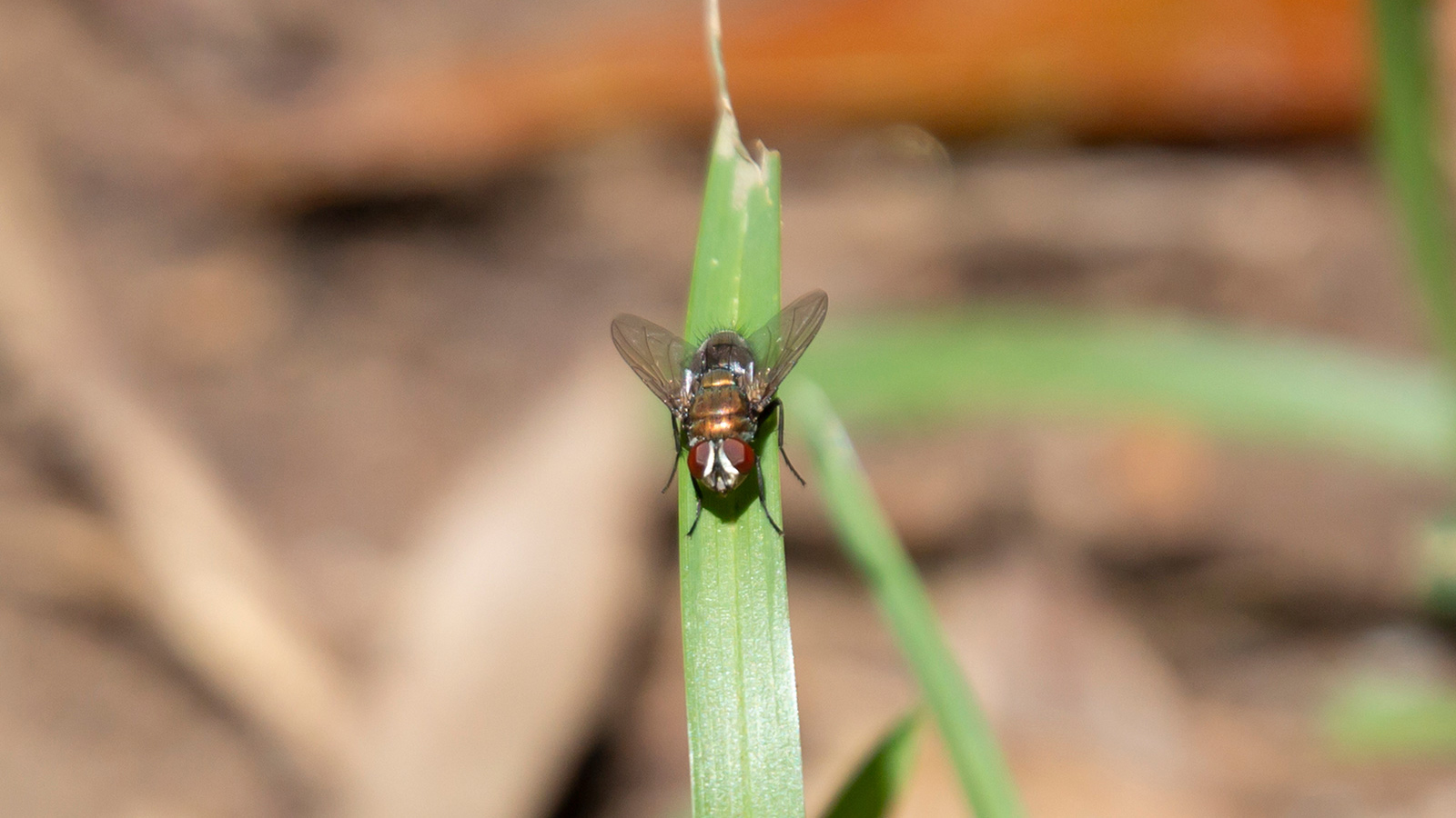 Australian sheep blowfly - North Louisiana Wildlife