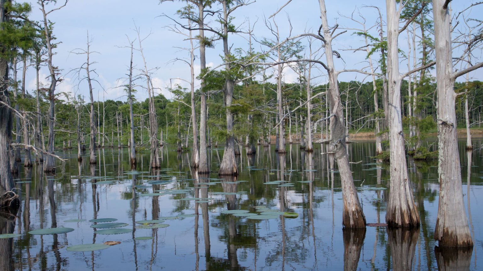 National Wildlife Refuges in North Louisiana