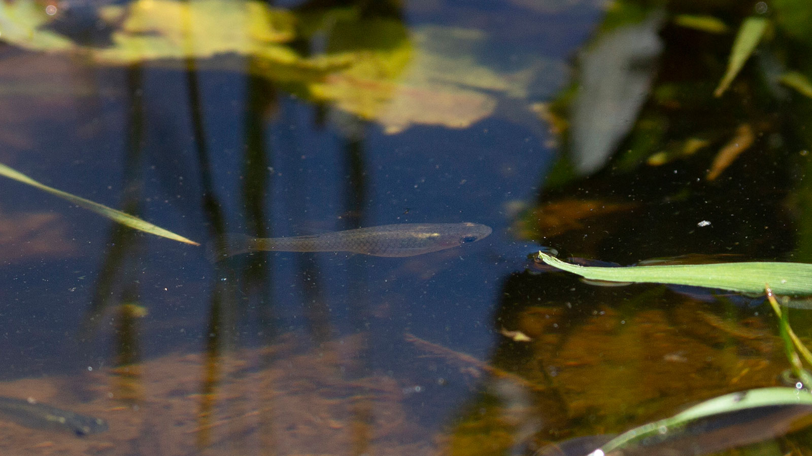 Western Mosquitofish - North Louisiana Wildlife