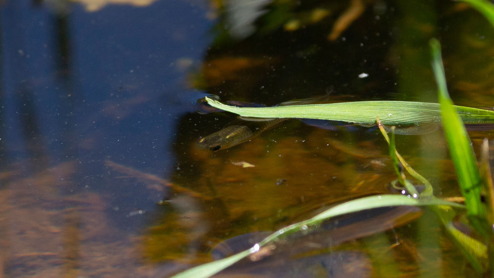 Western Mosquitofish - North Louisiana Wildlife