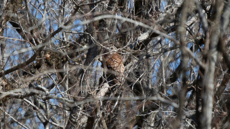 Bayou Cocodrie NWR