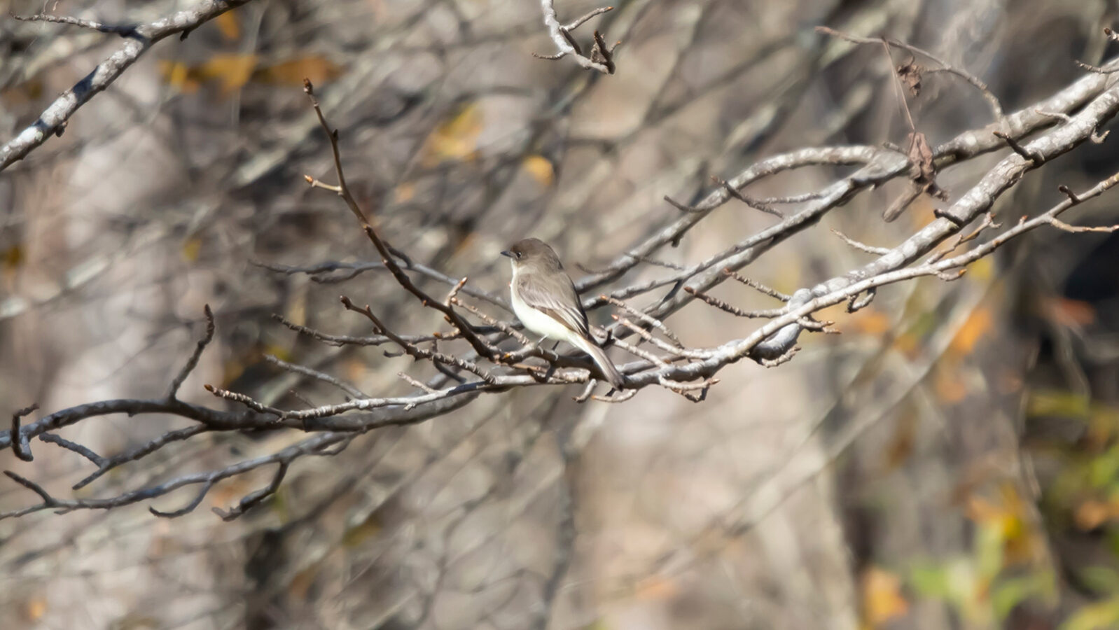 Bayou Cocodrie NWR