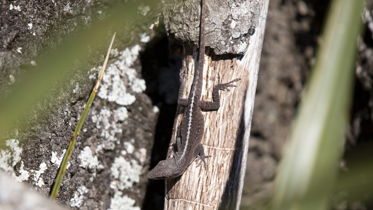 Bayou Cocodrie NWR